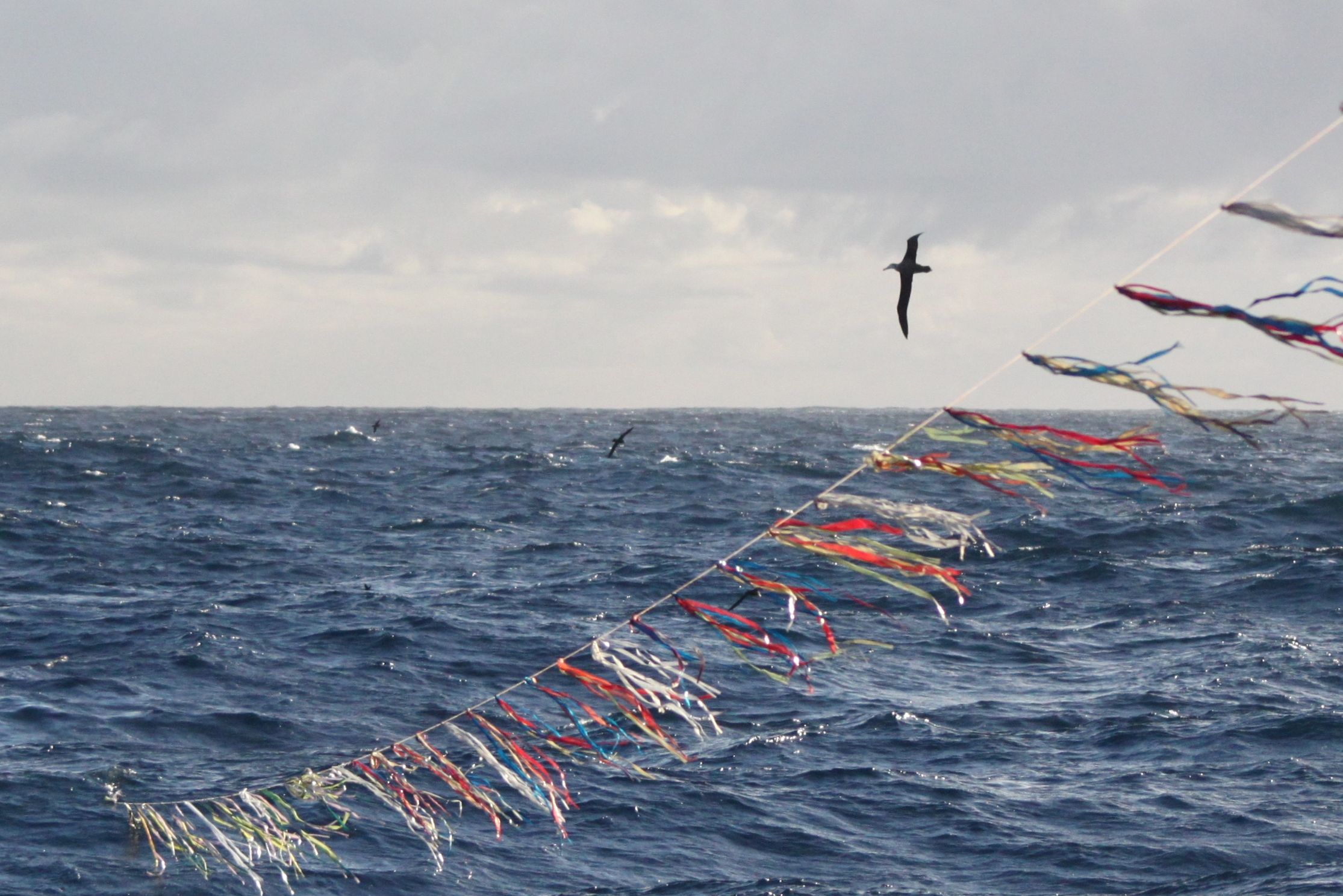 HOW TO REDUCE SEABIRD BYCATCH DURING FISHING ACTIVITIES? – Life Artina